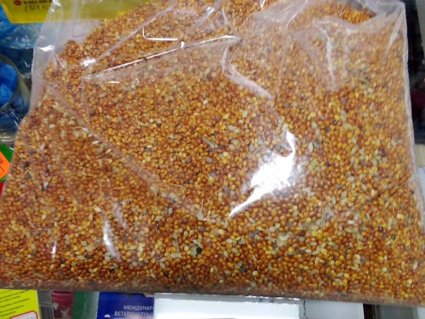 Семена просо
