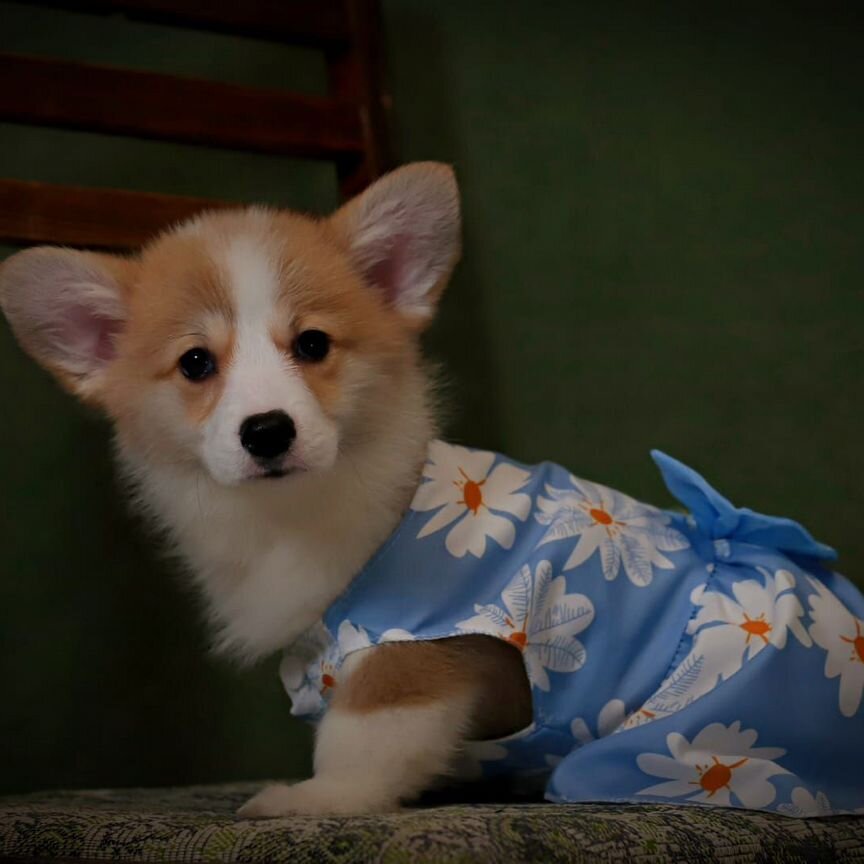 Вельш-корги пемброк