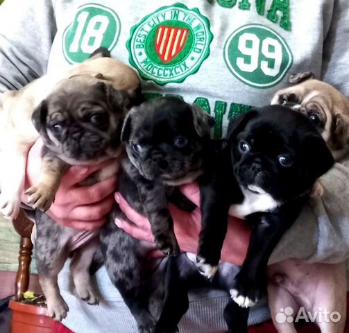 Щенки мопса