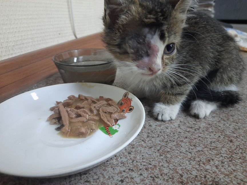Котята в добрые руки бесплатно