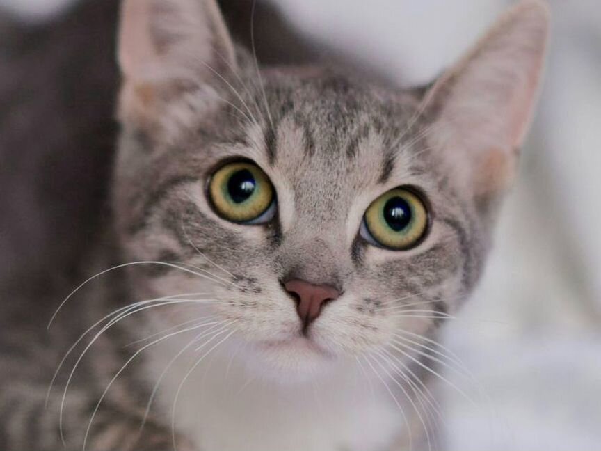 Котенок Инвар, серебристого окраса, мальчик