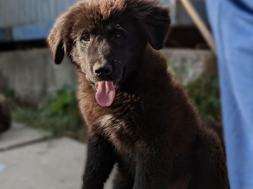 Щенок в добрые руки бесплатно