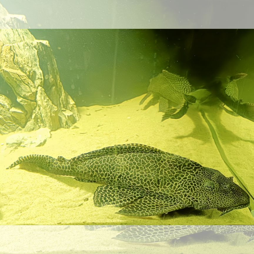 Птеригоплихт парчовый, астронотус