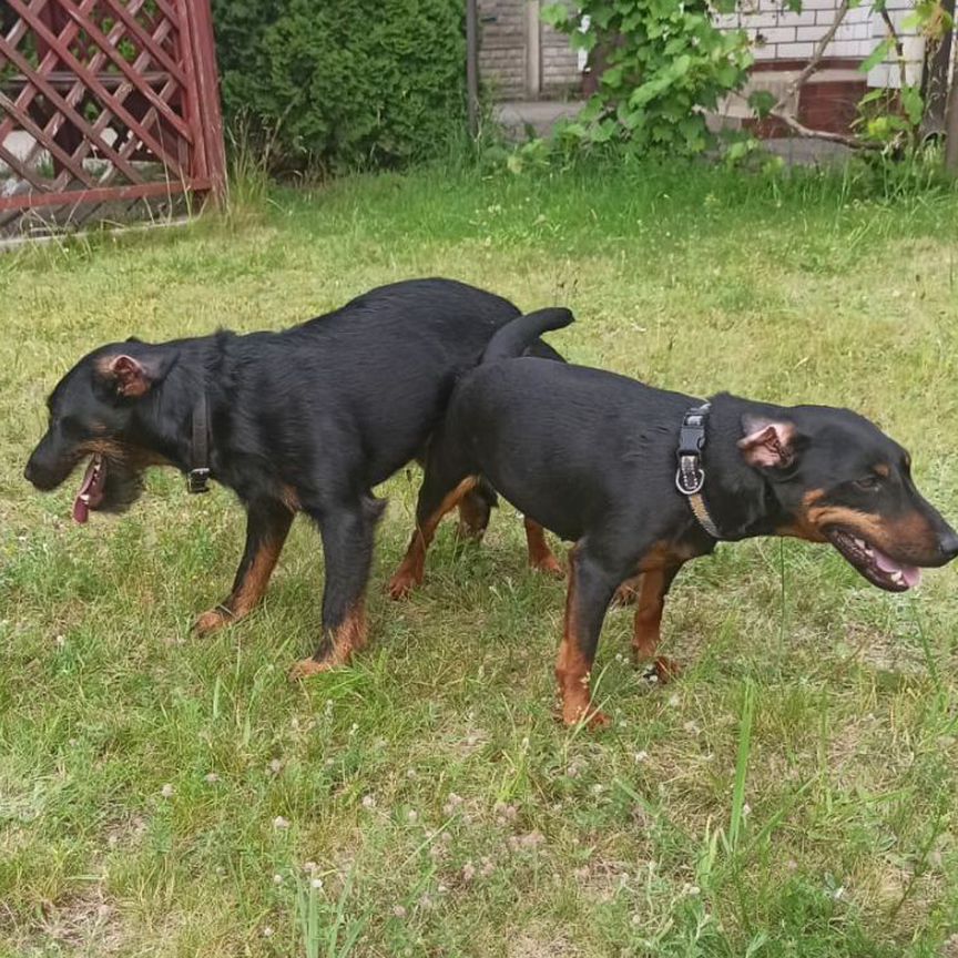 Немецкий охотничий терьер, щенок