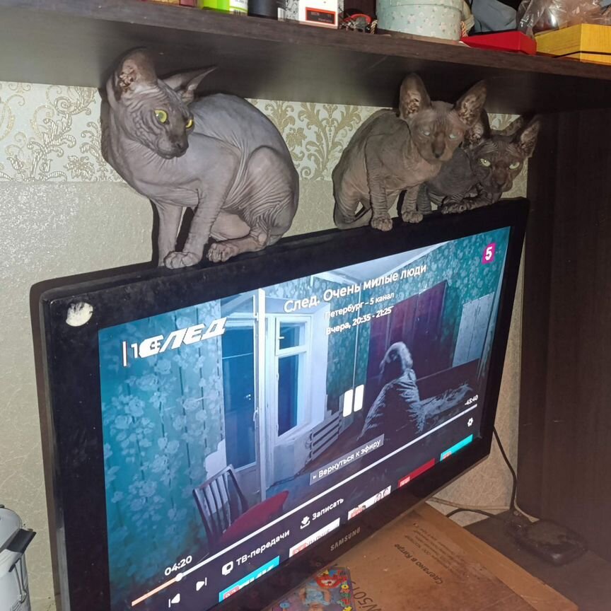 Канадский сфинкс, кошка вязка