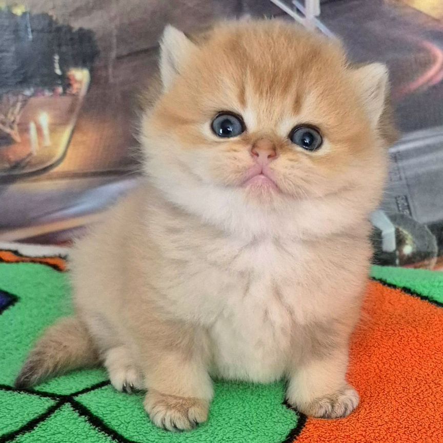 Золотая шиншилла ny11