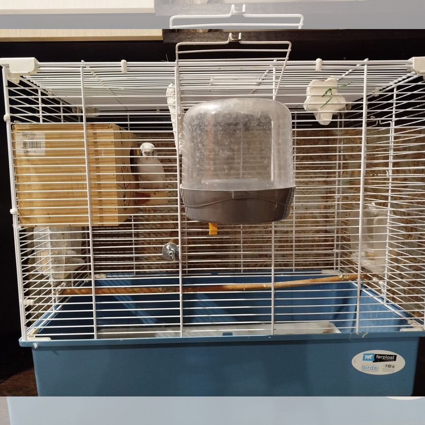 Рабочая пара попугаев