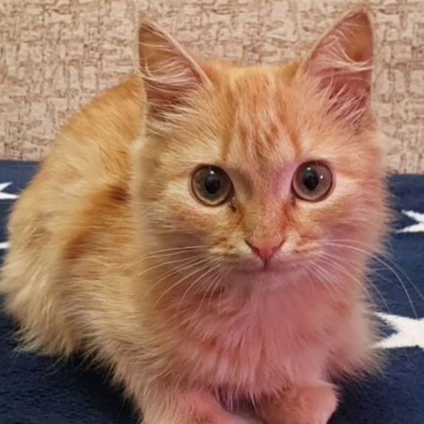 Рыжий котенок