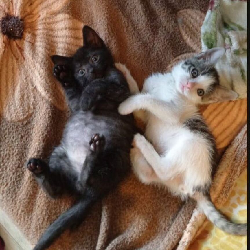 Котенок