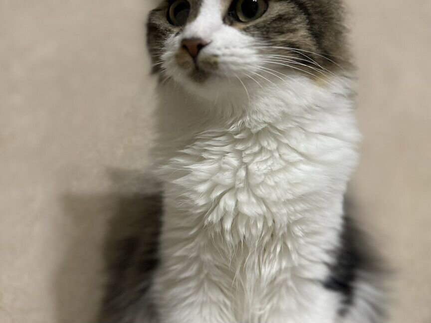 Кошка, 7 месяцев, девочка