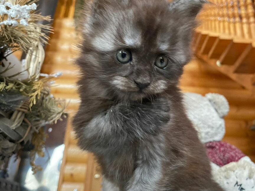 Котята мейн-кун черный дым