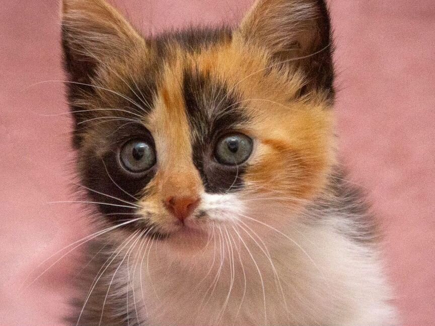 Очаровательный котенок