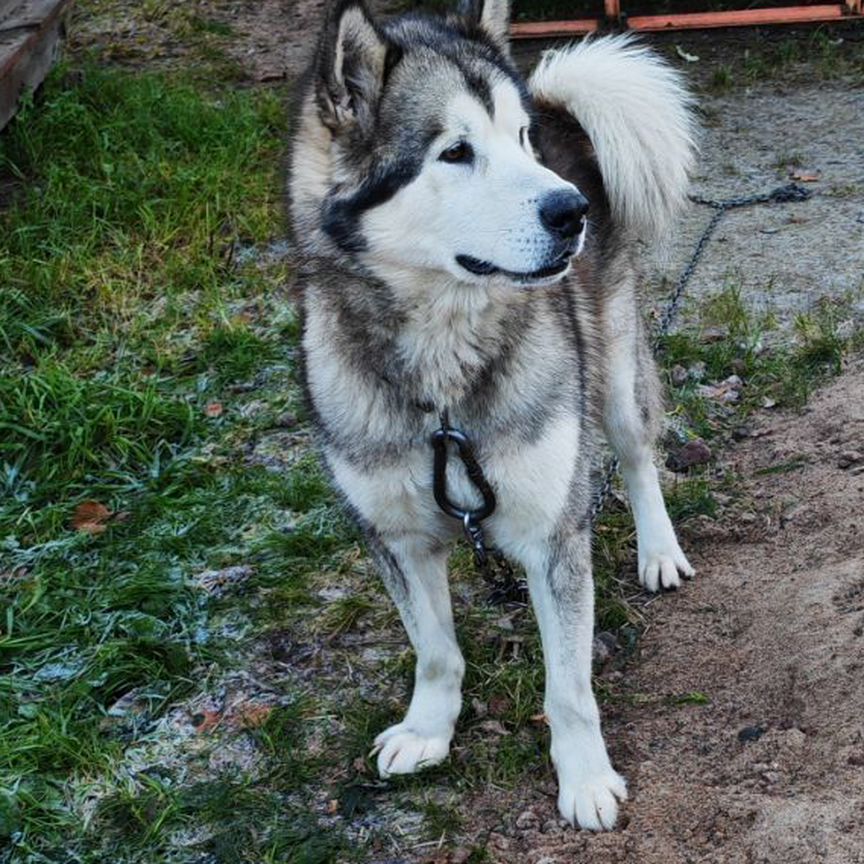Аляскинский маламут, взрослая собака