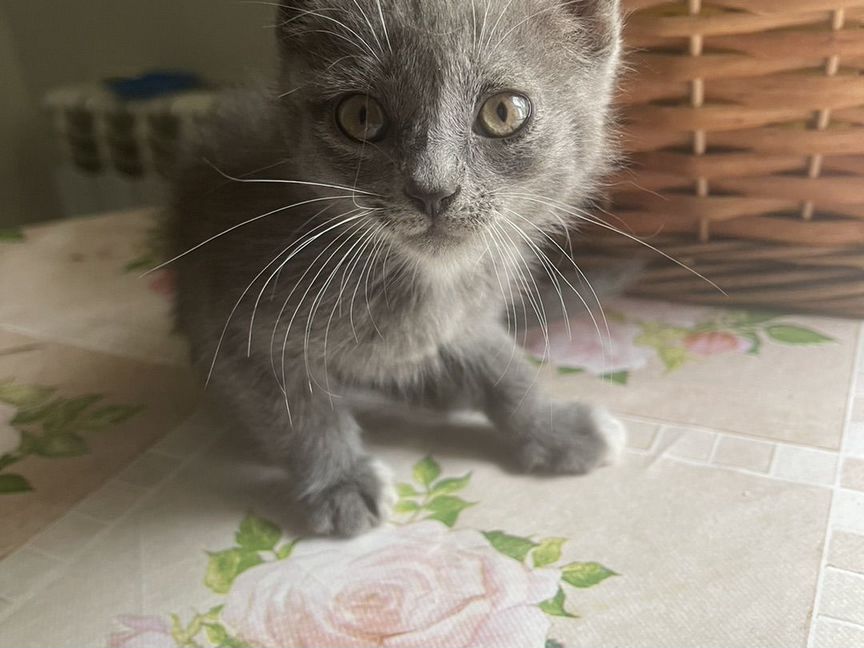 Котенок