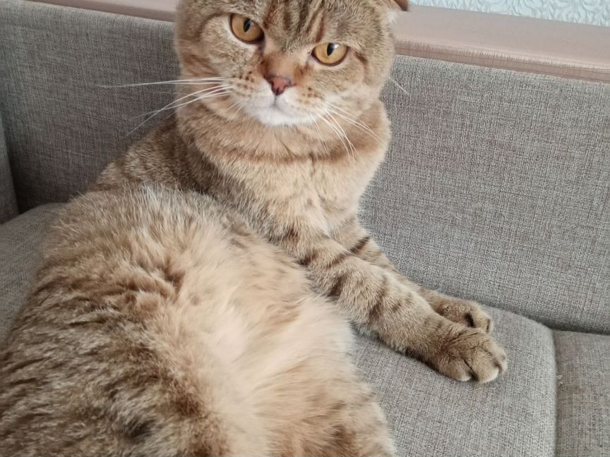 Шотландский кот