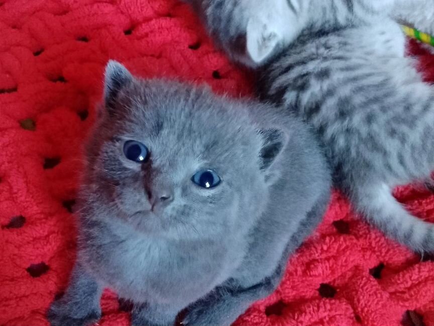 Шотландские котята