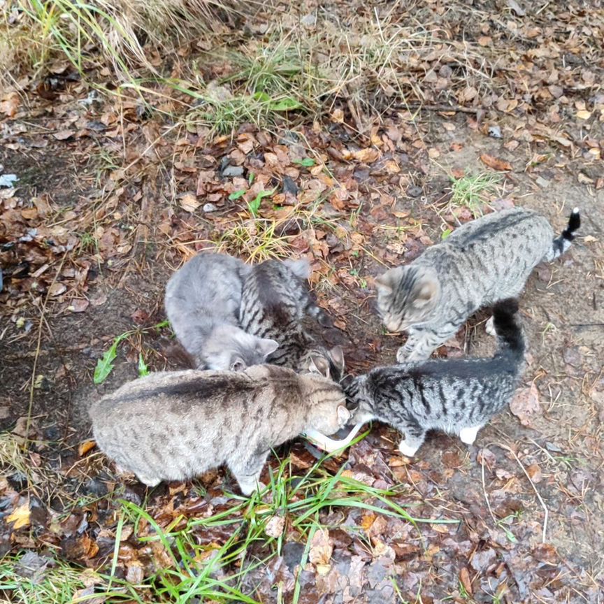 Котята в добрые руки