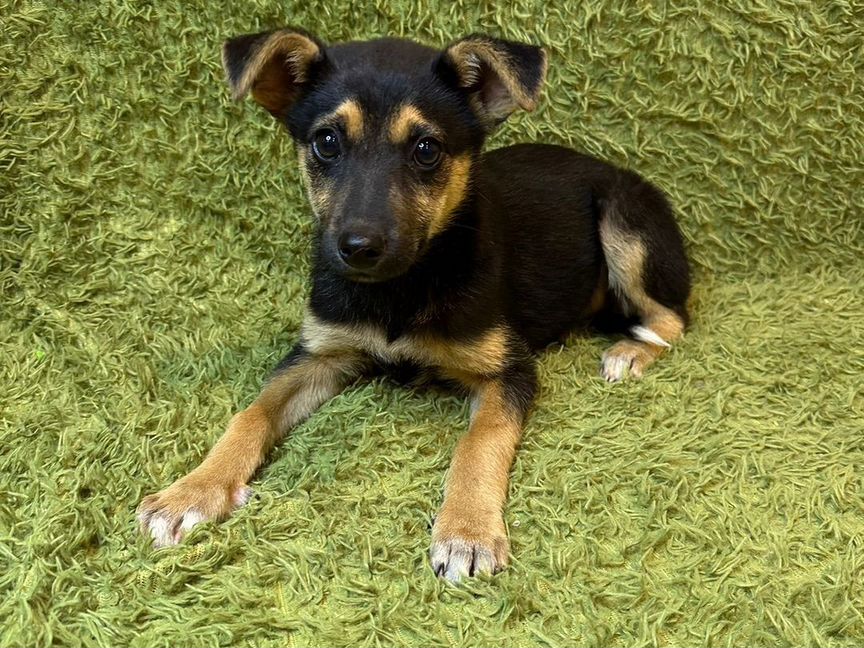 Собака в добрые руки отдам бесплатно