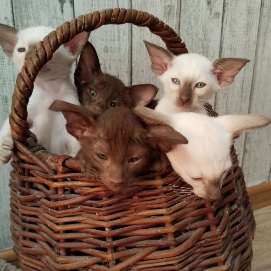 Ориентальный котёнок