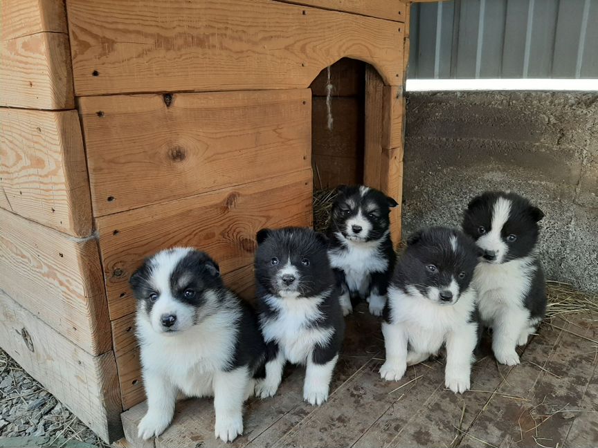 Отдают щенков