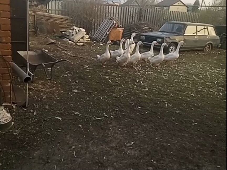 Семья гусей