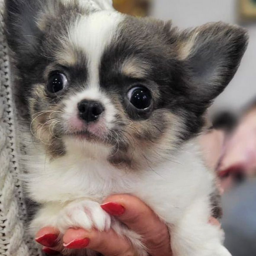 Мальчик чихуахуа длинношерстный мини