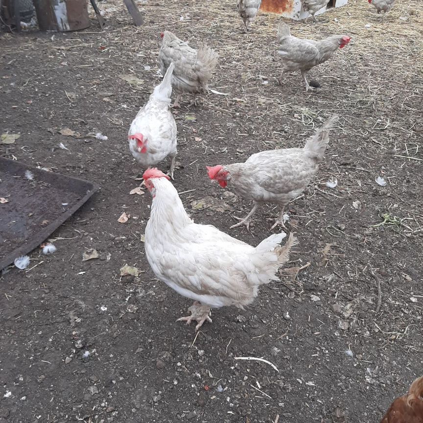 Куры несушки