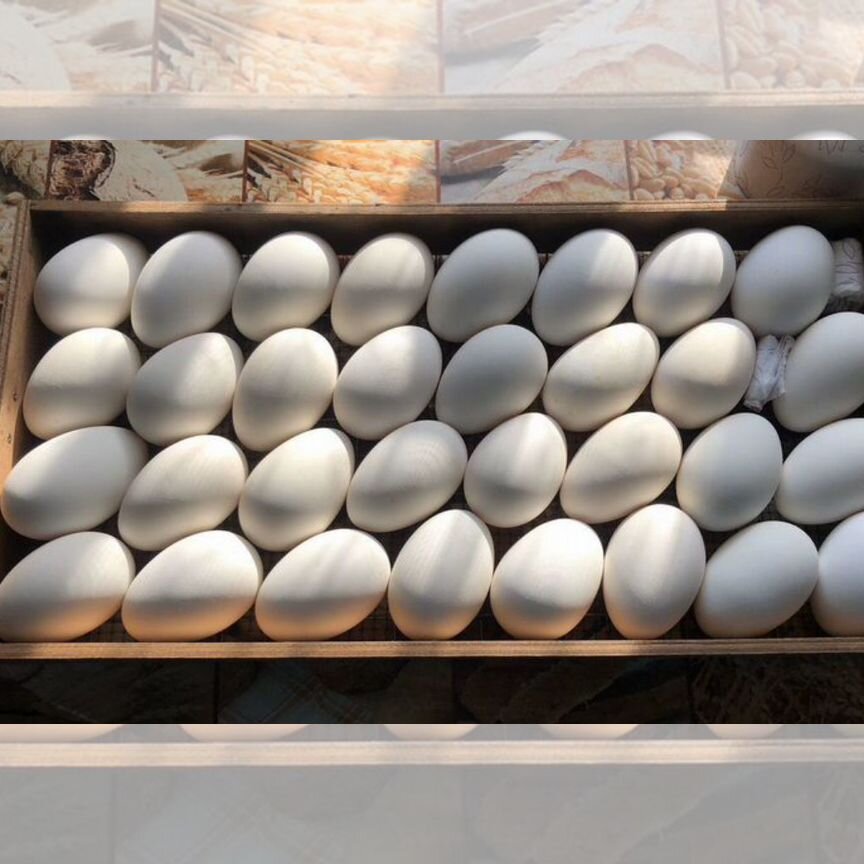 Инкубационное яйцо гусей линда