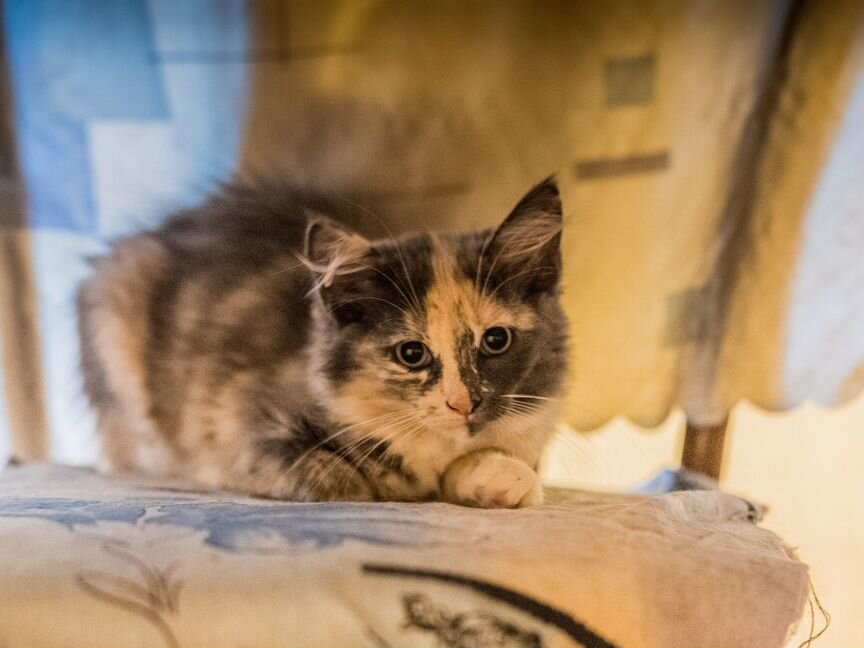 Кошечка Лиза в добрые руки