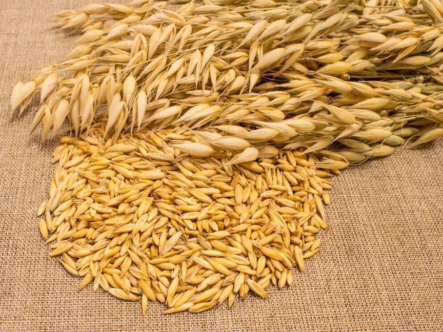 Ячмень, овес с доставкой до дома в эту же цену