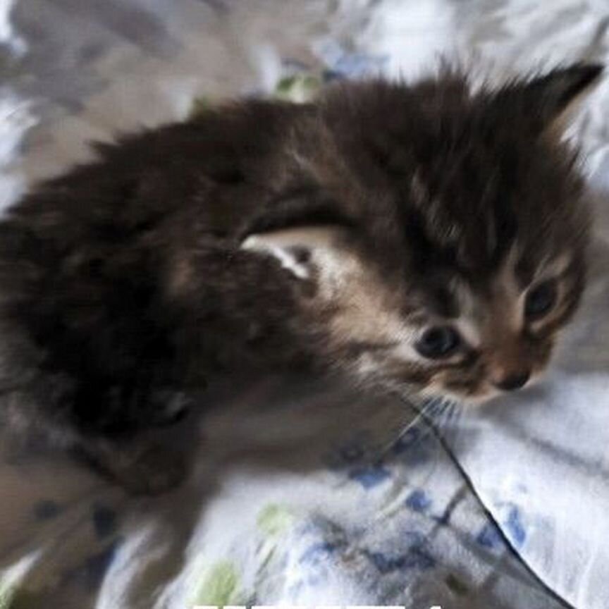 Котята в добрые руки бесплатно