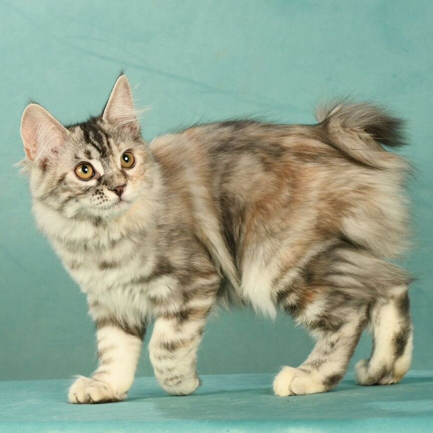 Котенок курильский бобтейл