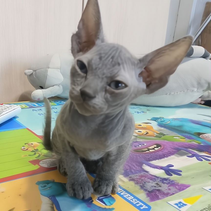 Канадский сфинкс котёнок