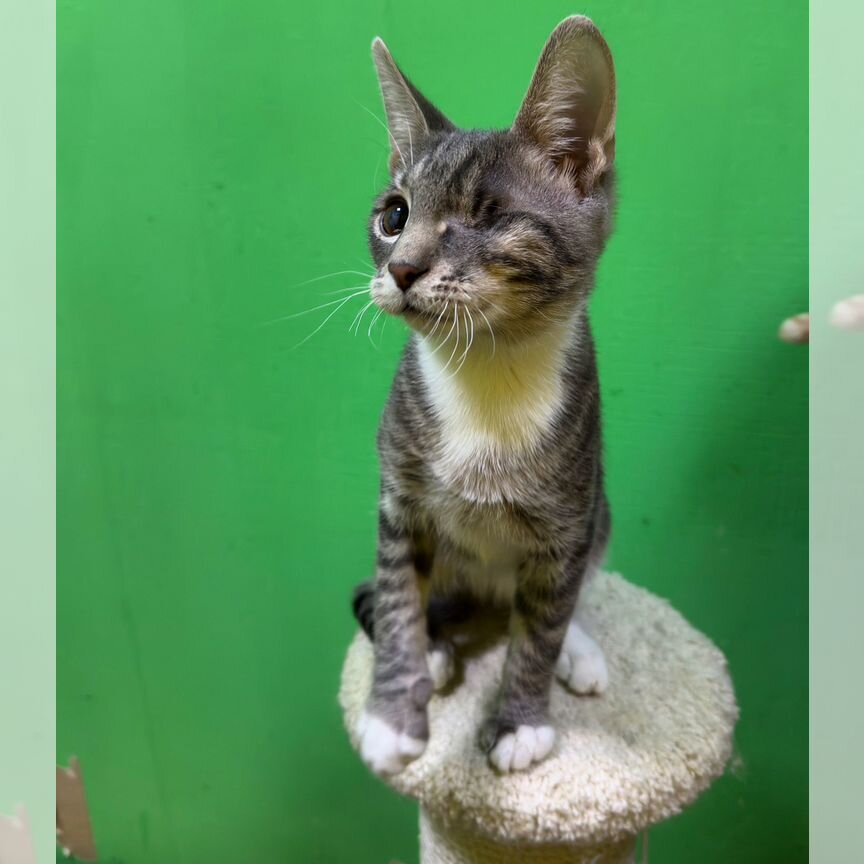 Котёнок в добрые руки