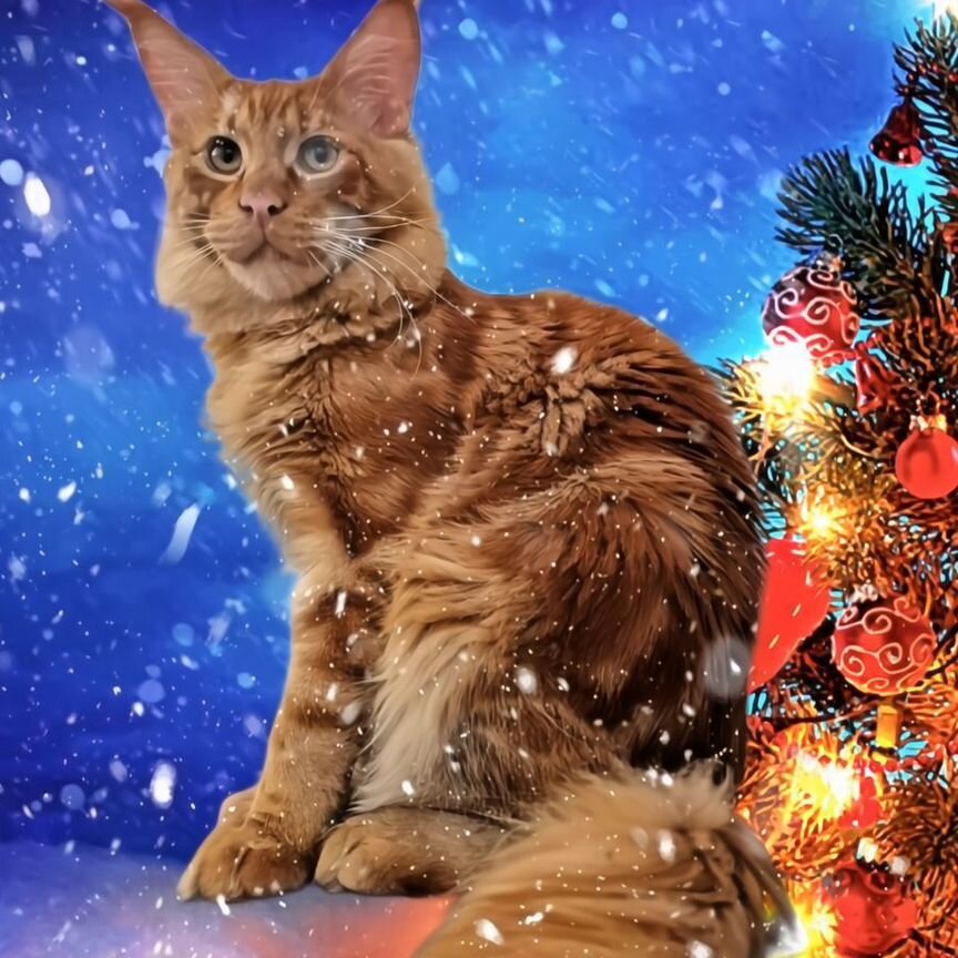 Мейн-кун котёнок