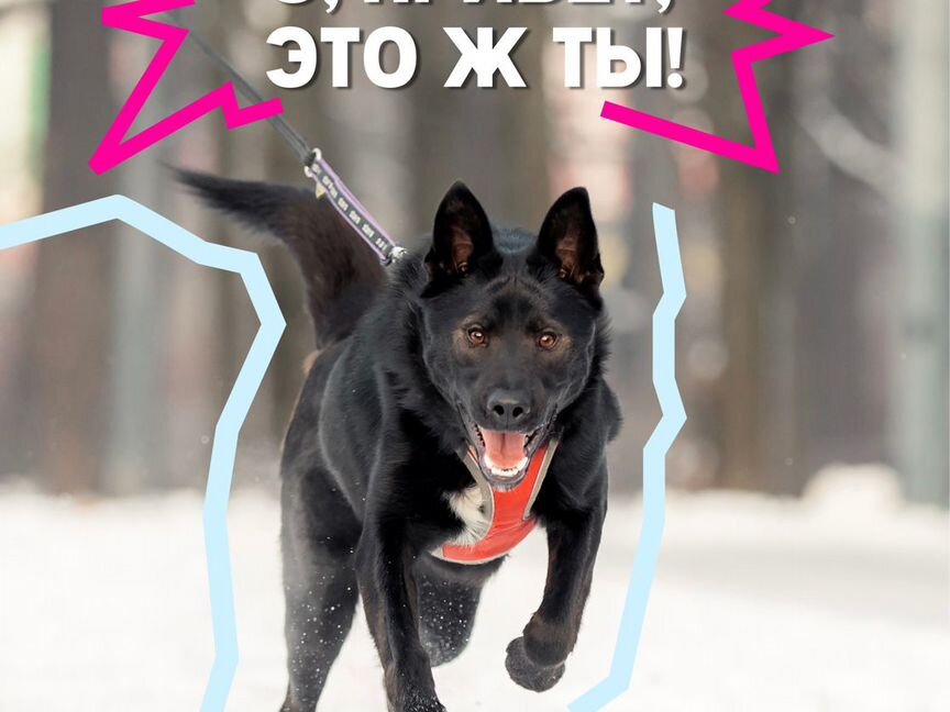 Черный красавец-пёс ждёт тебя