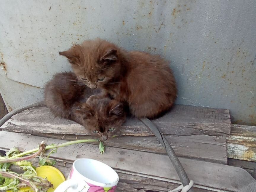 Котята ищут дом
