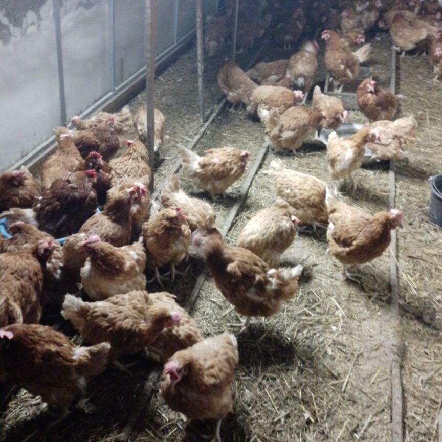 Куры несушки