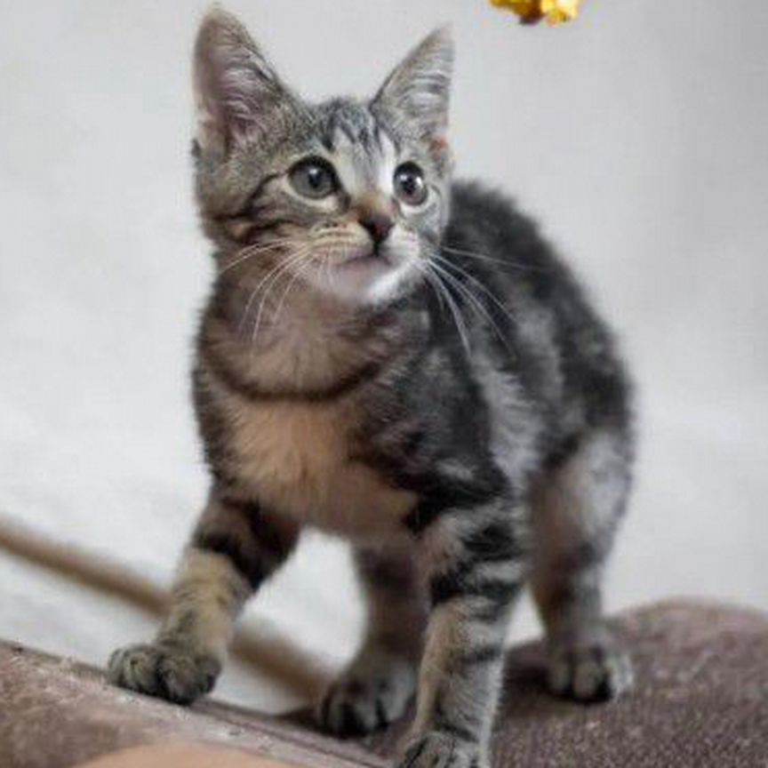 Котята в добрые руки бесплатно мальчик