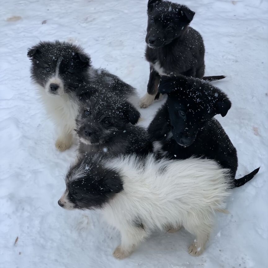 Щенок в добрые руки