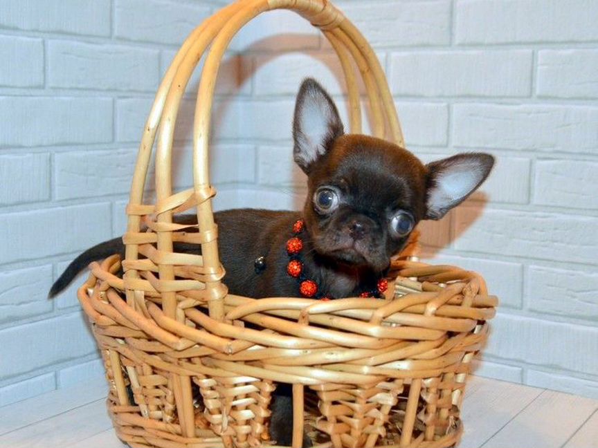 Чихуахуа кукольная девочка,горький шоколад