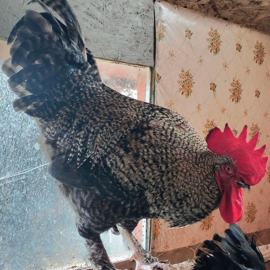 Куры петухи