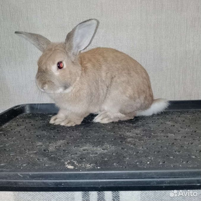 Декоративные кролики мальчики 8 месяцев