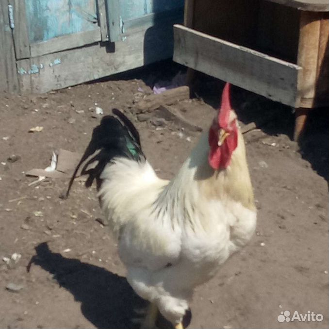 Куры и петухи