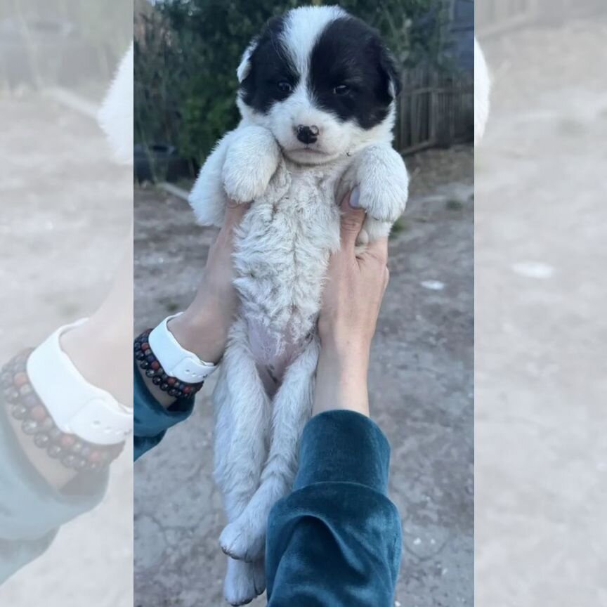 Щенок в добрые руки