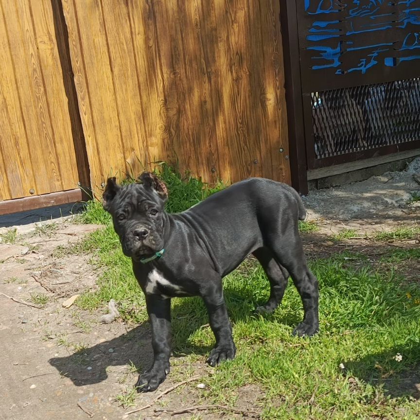 Кане корсо щенки