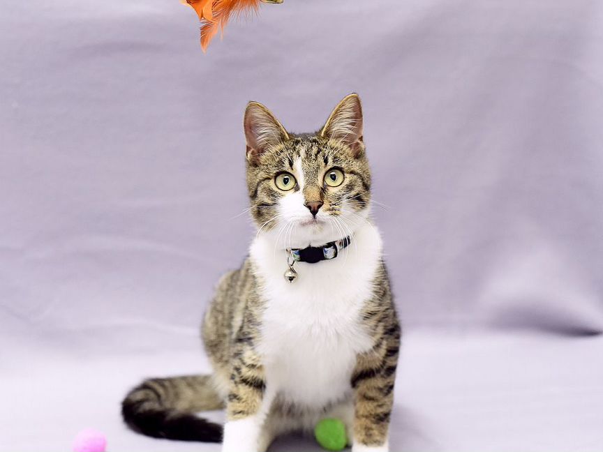 Фунтик ищет семью