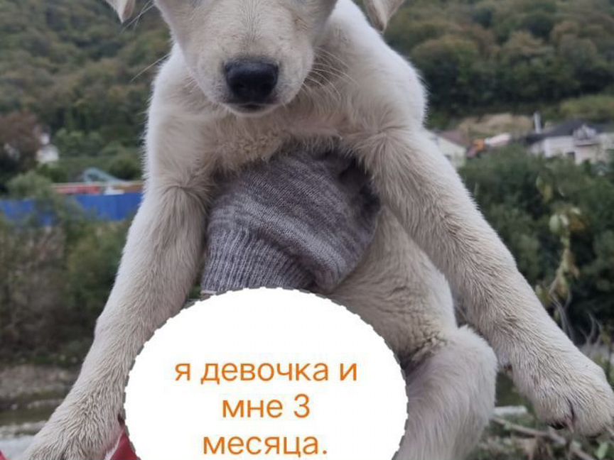 Щенок 3 мес помесь с лабрадором