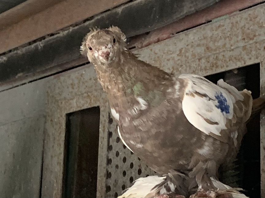 Голуби таджики,узбеки