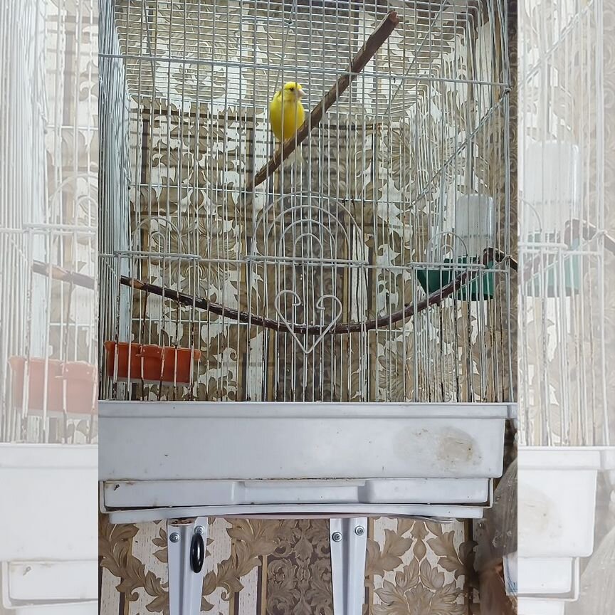 Канарейка самка. бронь